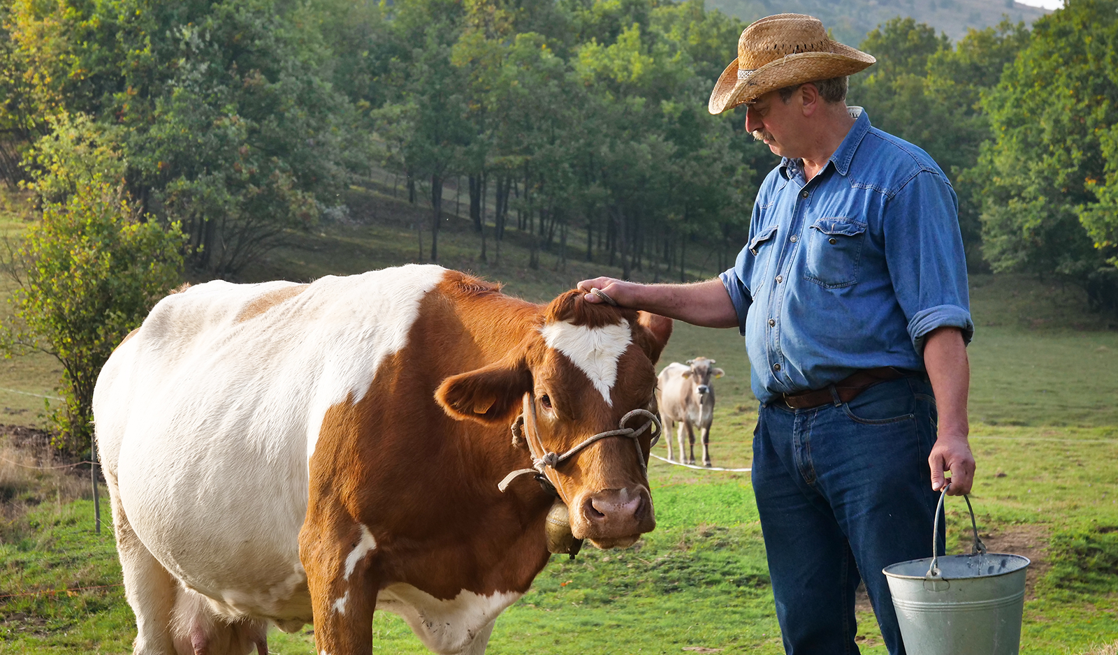 How the food industry can strengthen its commitment to animal welfare